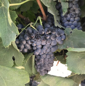 Quality Home Winemaking Kits and Equipment | HWMD